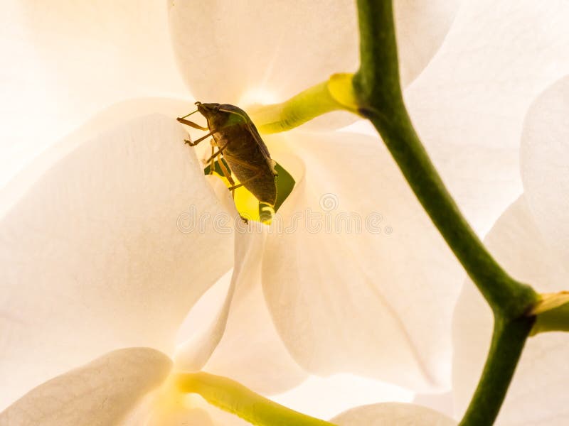 Bug among White Petals of House Plant Stock Photo - Image of white ...