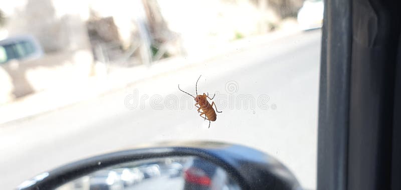 Bug on window stock image. Image of wildlife, animal - 187041229