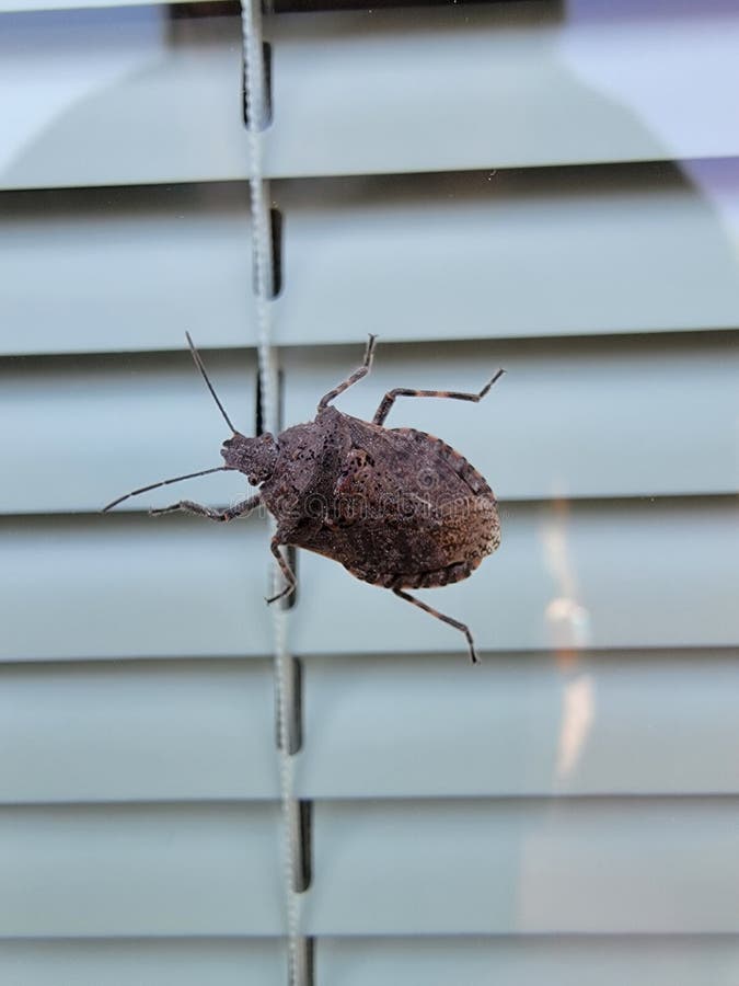 Bug on the window stock image. Image of wood, leaf, wing - 221506551