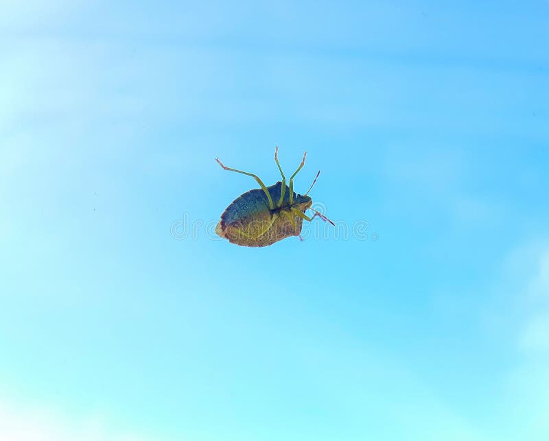 Bug on Window. Green Shield Bug on a Window Pane Glass. Stock Photo ...