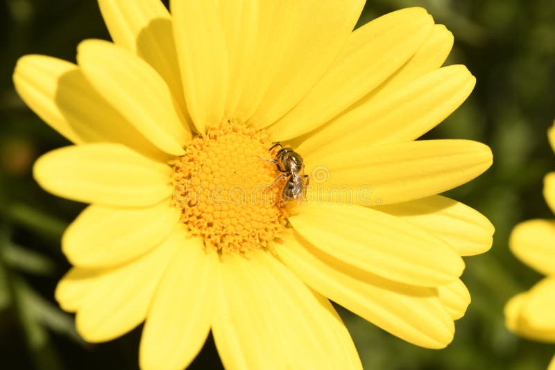 Bug on a yellow daisy stock photo. Image of poppy, tulips - 116829628