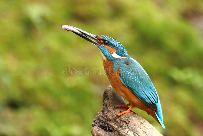 Bug Zimorodka Poland Rzeki Lata Ryb Zdjęcie Stock - Obraz złożonej z ...