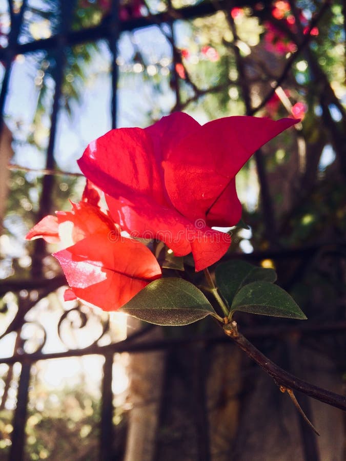 Bugambilia imagen de archivo. Imagen de naturalness - 110094111