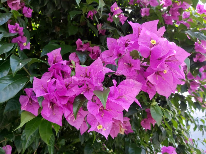 Bugambilia Flowering Plants Stock Photo - Image of flowering ...