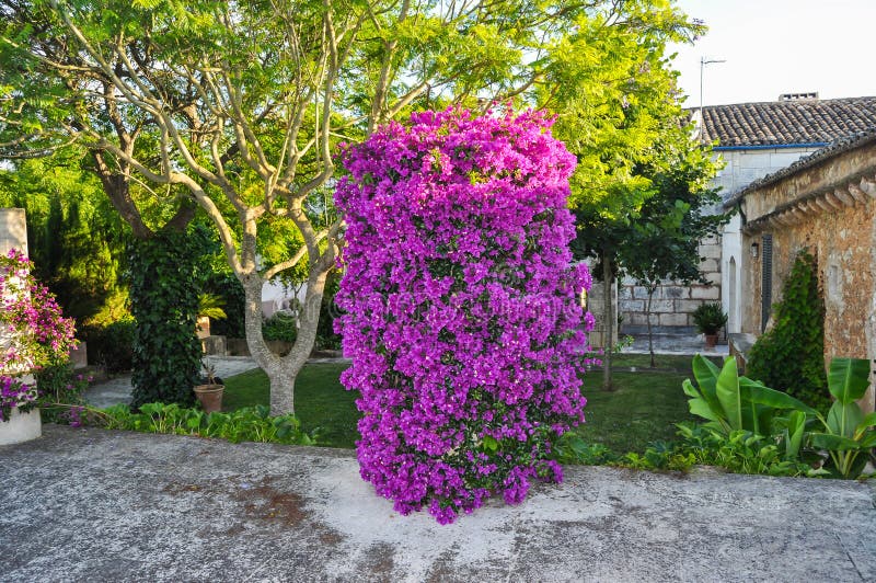 Bugambilia stock image. Image of bugambilia, rustic, leaves - 43968301