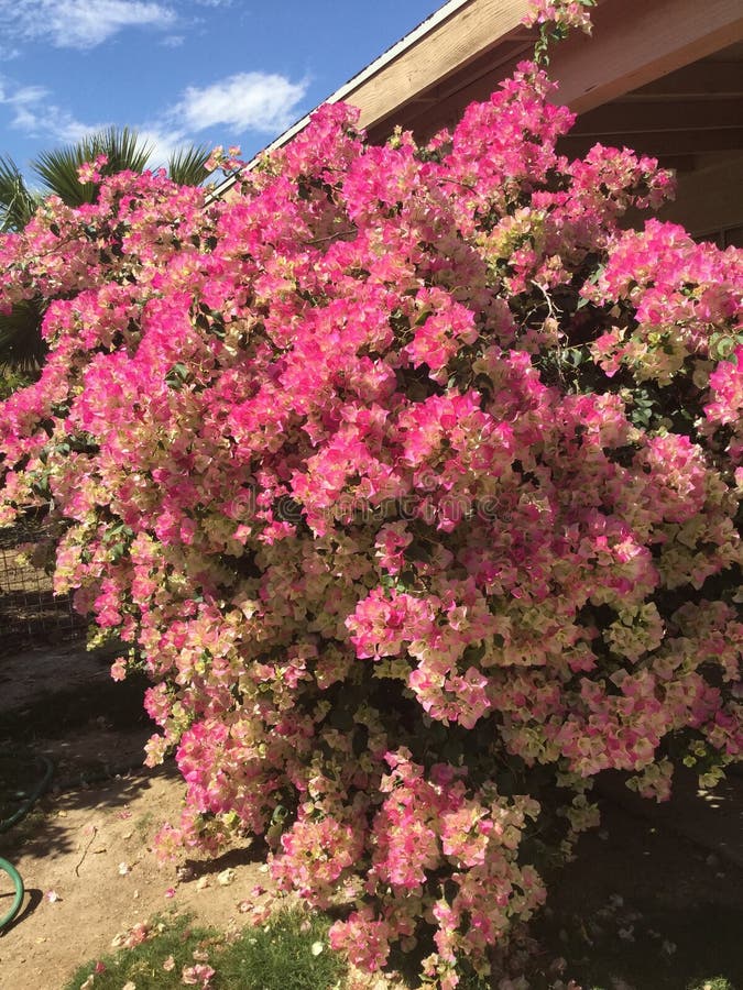 183 Bugambilia Tree Stock Photos - Free & Royalty-Free Stock Photos ...