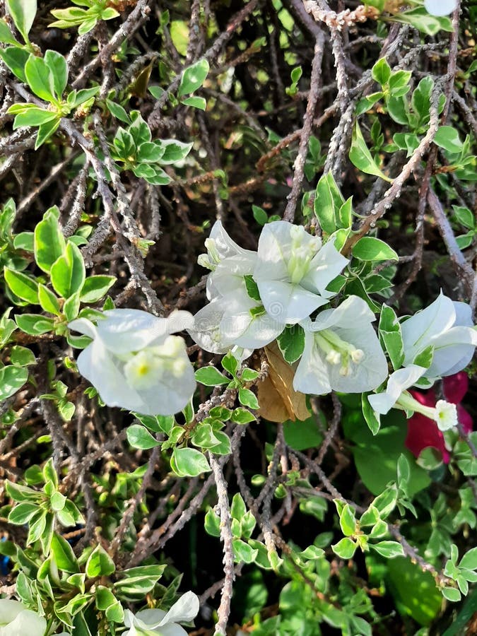 Buganvillas Blancas En El Monte Imagen de archivo - Imagen de verde, hoja: 257001089