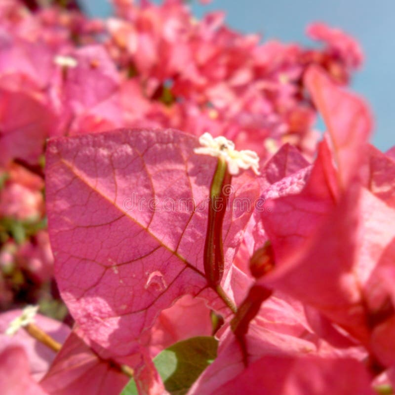 Bugenvil flower stock photo. Image of beautiful, simple - 127395772