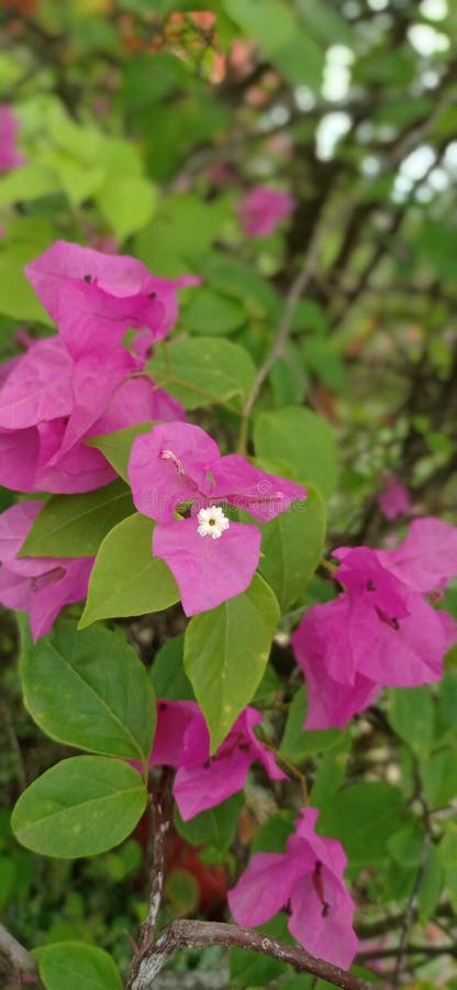 Bougainvillea flower stock photo. Image of flower, wonderfull - 267976552