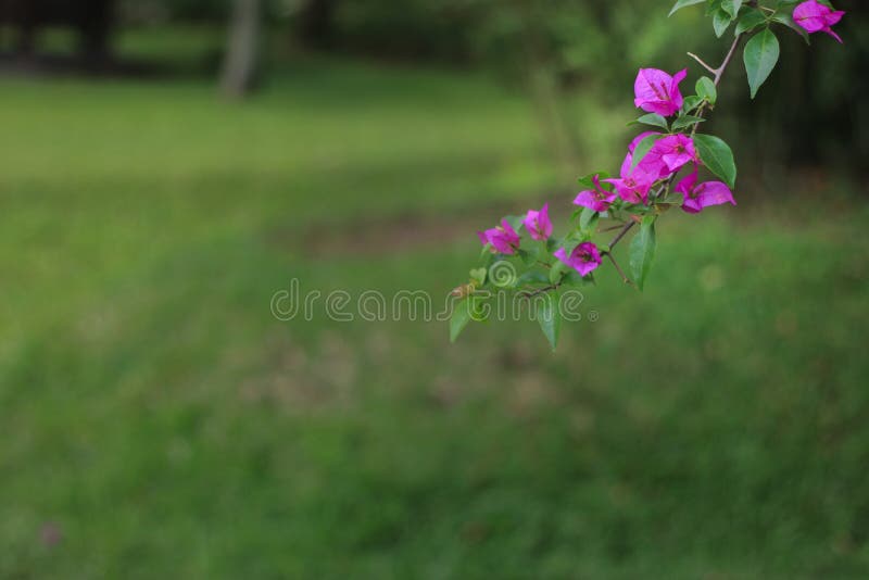 Bugenvil Flower in the Garden Stock Image - Image of colored, draw ...
