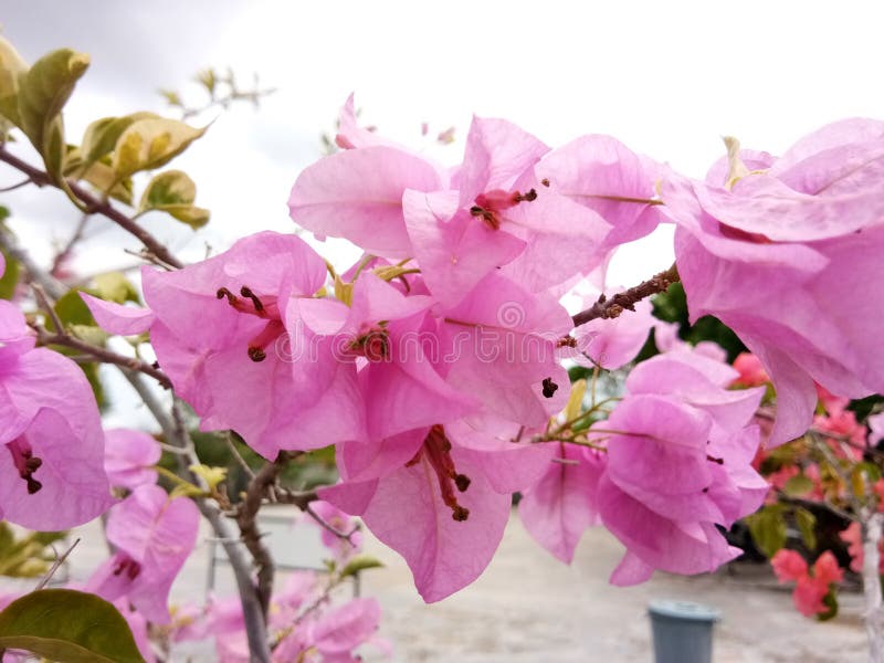 Bugenvil pink flowers stock image. Image of bugenvil - 205819583