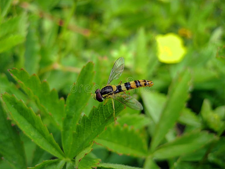 Yellow Black Bug Looks Like Stock Photos - Free & Royalty-Free Stock ...