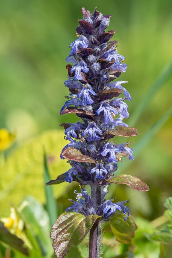 Bugle ajuga reptans stock photo. Image of meadow, bloom - 187301278