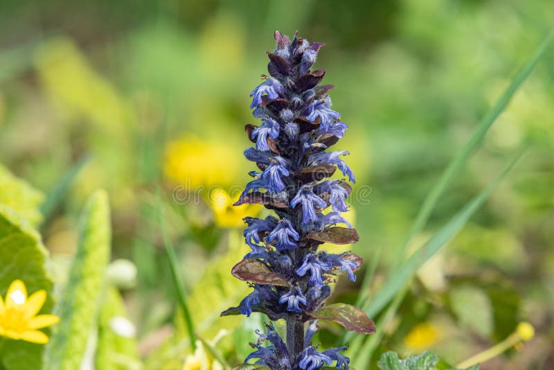 Bugle ajuga reptans stock image. Image of natural, flowering - 187301321