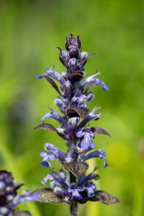 Bugle (ajuga reptans stock image. Image of inflorescence - 278016707