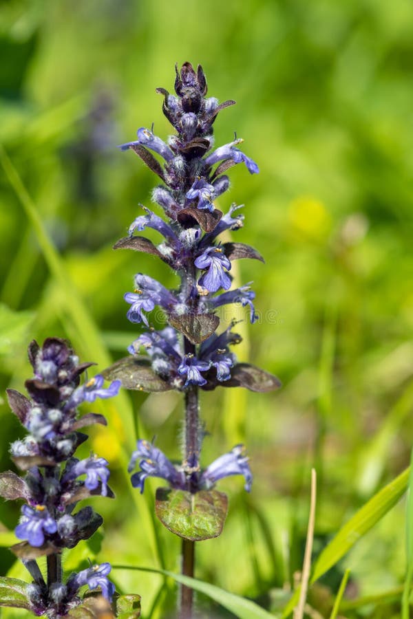 Bugle (ajuga reptans stock image. Image of carpetweed - 278016859