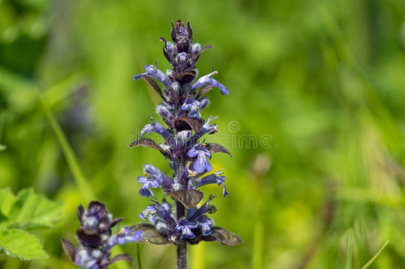 Bugle (ajuga reptans stock image. Image of bugle, herbaceous - 278016973