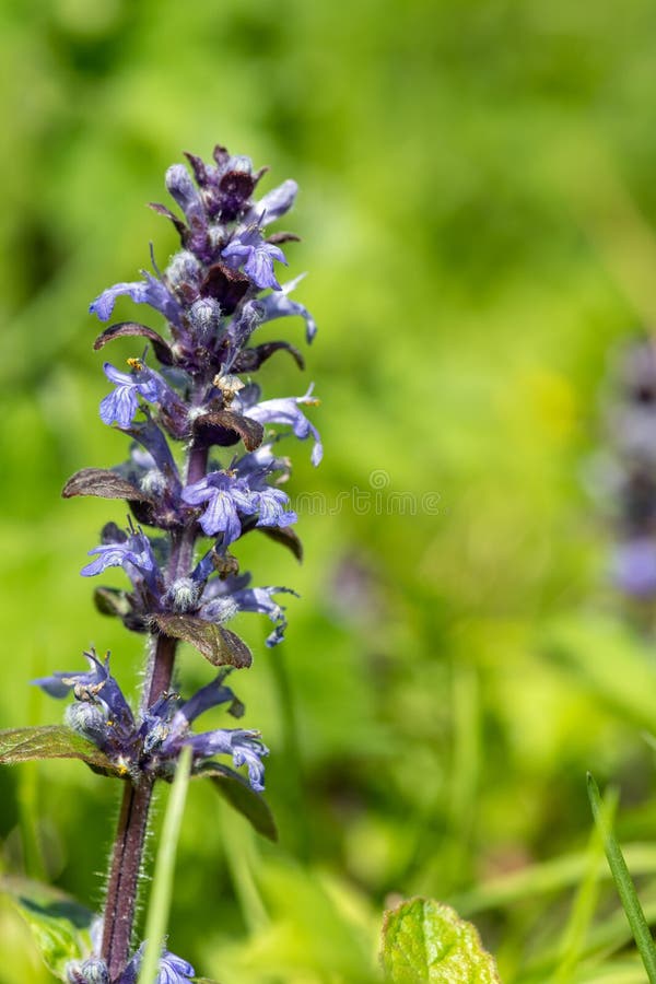 Bugle (ajuga reptans stock photo. Image of freshness - 278019356