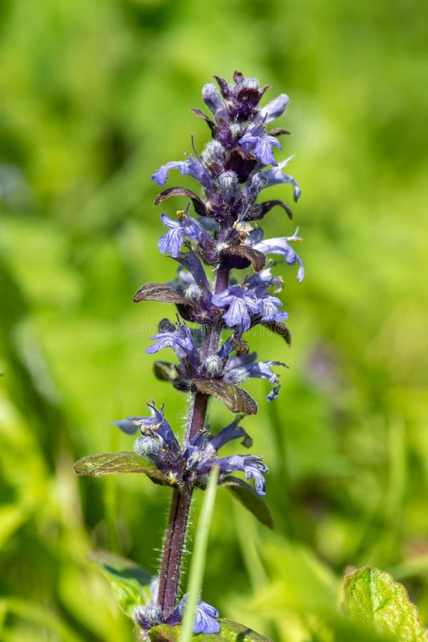 Bugle (ajuga reptans stock photo. Image of blooming - 278019476