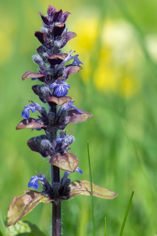 Bugle (ajuga reptans stock photo. Image of freshness - 278020924