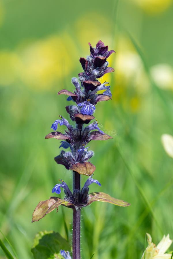 Bugle (ajuga reptans stock image. Image of nature, plant - 278020999