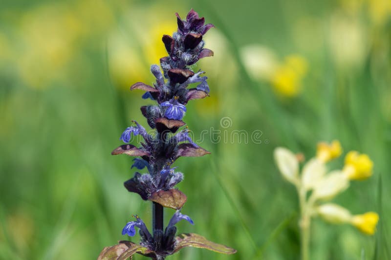 Bugle (ajuga reptans stock photo. Image of reptans, flora - 278021150