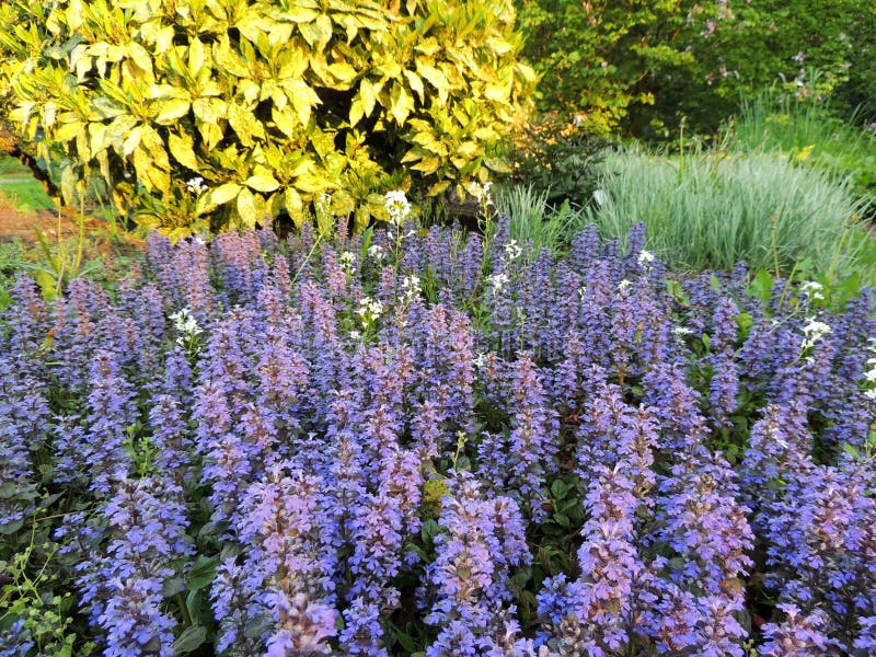 Bugle, Blue Bugle, Bugleherb, Bugleweed, Carpetweed, Carpet Bugleweed ...