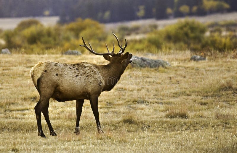 Bugle Boy Picture. Image: 1303586