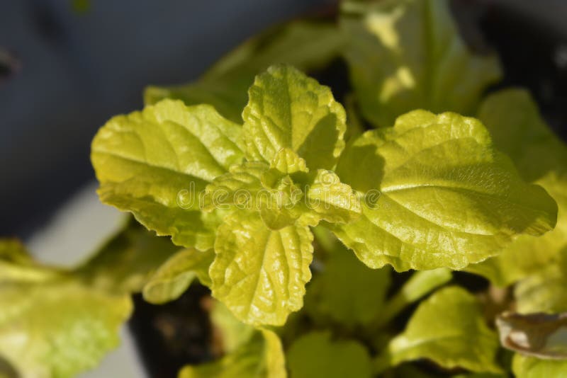 Bugle Gold Chang stock photo. Image of bugleherb, bugle - 235547340