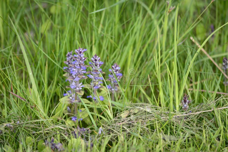 Bugle with Light Blue Color in Spring Time Stock Photo - Image of ...