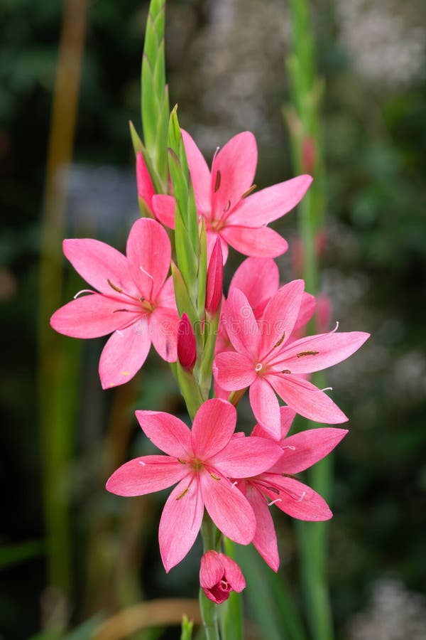 Bugle Lily (Watsonia) Flowers Stock Photo - Image of closeup, close ...