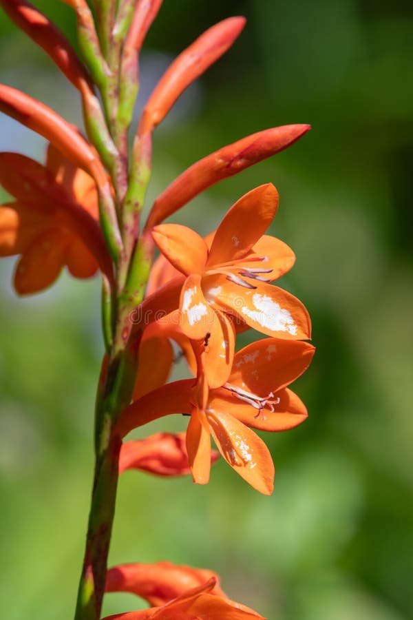 Bugle Lily (Watsonia) Flowers Stock Photo - Image of lillies, growth ...