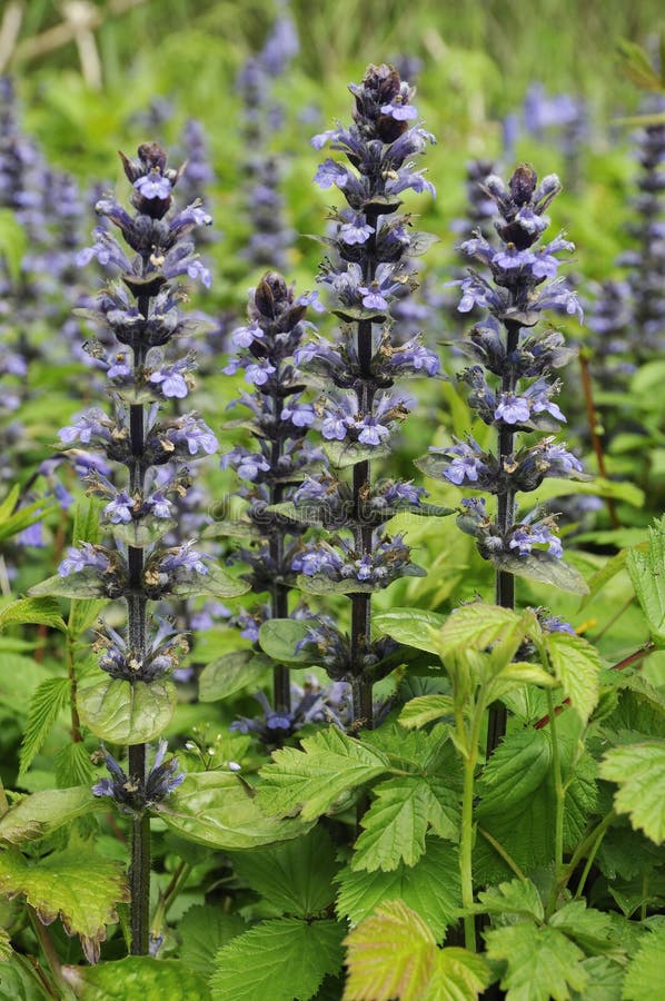 Reptans D'Ajuga, Bugle - Fleur, Photo stock - Image du vert, monnayage ...