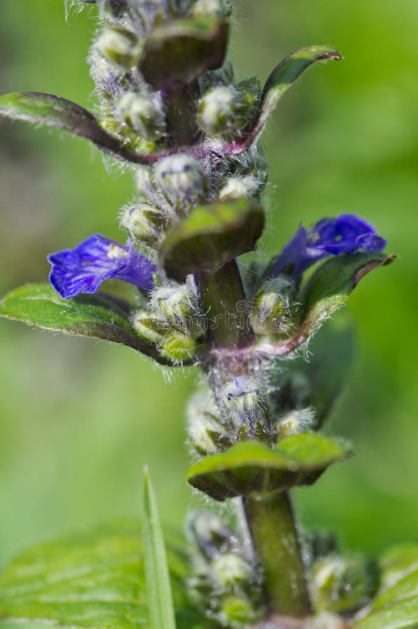 Bugle-weed flower stock photo. Image of flower, macro - 31276124