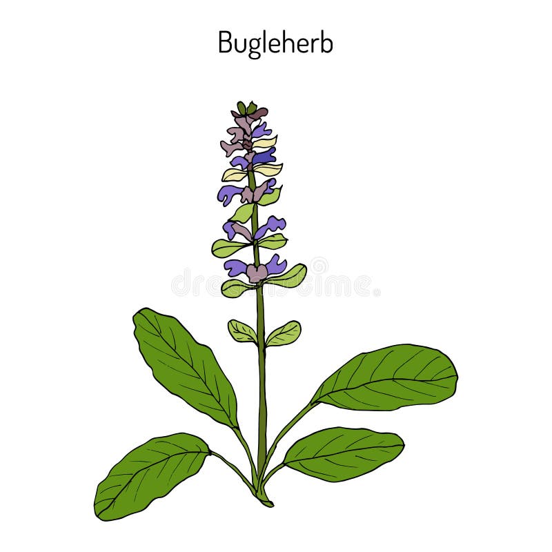 Bugleweed Ajuga Reptans , or Blue Bugle, Bugleherb, Carpetweed Stock ...