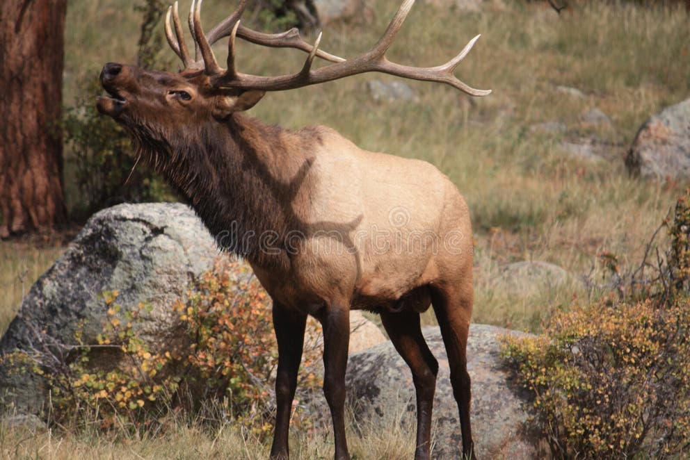 Bugling Bull stock photo. Image of bull, october, bugling - 13061960
