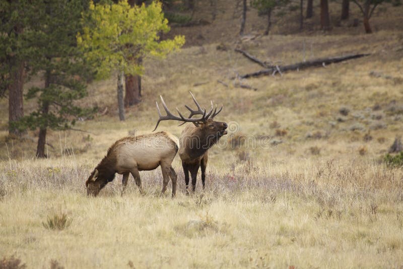 Bugling Bull Elk stock photo. Image of nature, mammal - 27059322