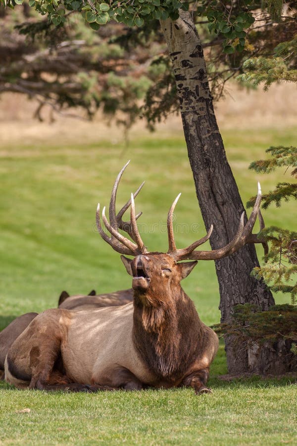 Bugling Bull Elk stock image. Image of rutting, colorado - 48044699