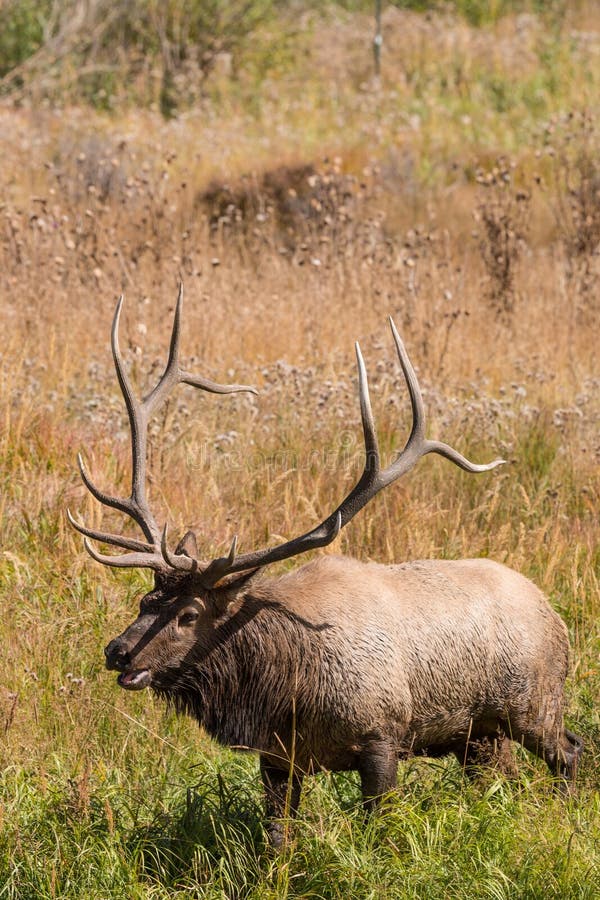 Bugling Bull Elk stock image. Image of deer, antlers - 46278041