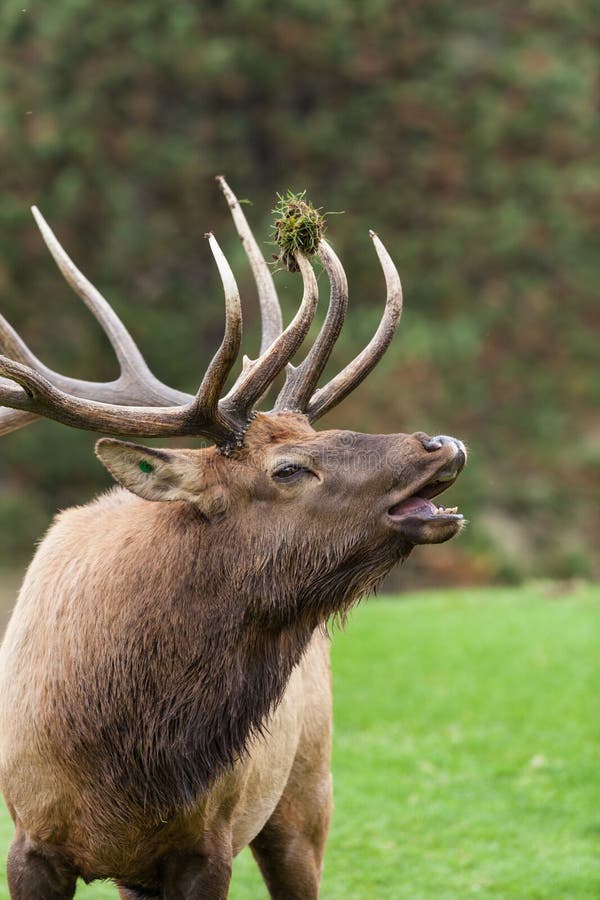 Bugling Elk Close Up Stock Photos - Free & Royalty-Free Stock Photos ...
