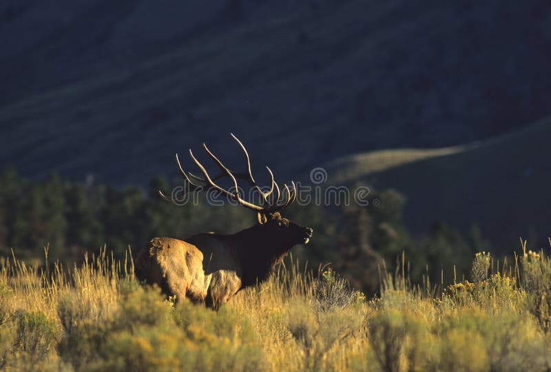 Bull Elk stock photo. Image of national, hunt, natural - 1153872