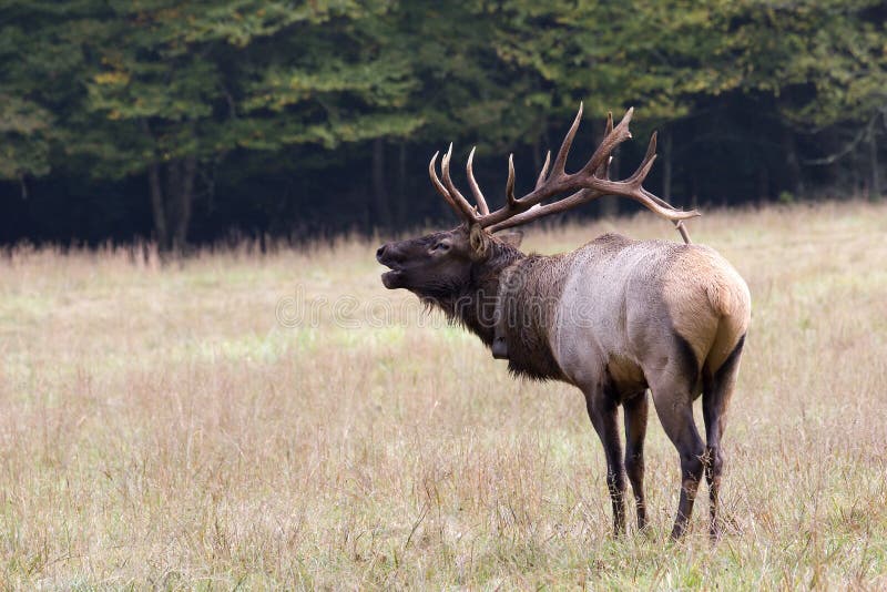 Bugling Elk Close Up stock photo. Image of wapiti, antler - 1762622