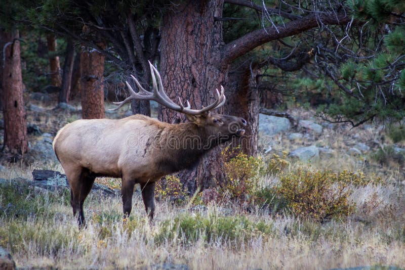 Bugling Elk stock image. Image of national, bugle, morraine - 61925809