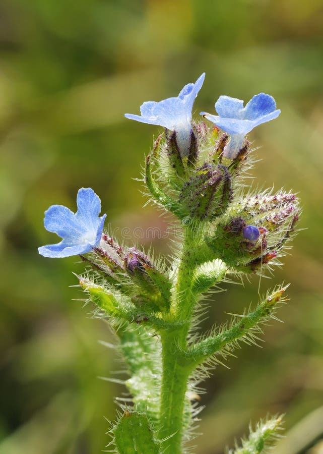 Bugloss stock image. Image of nature, hampshire, plant - 41566545