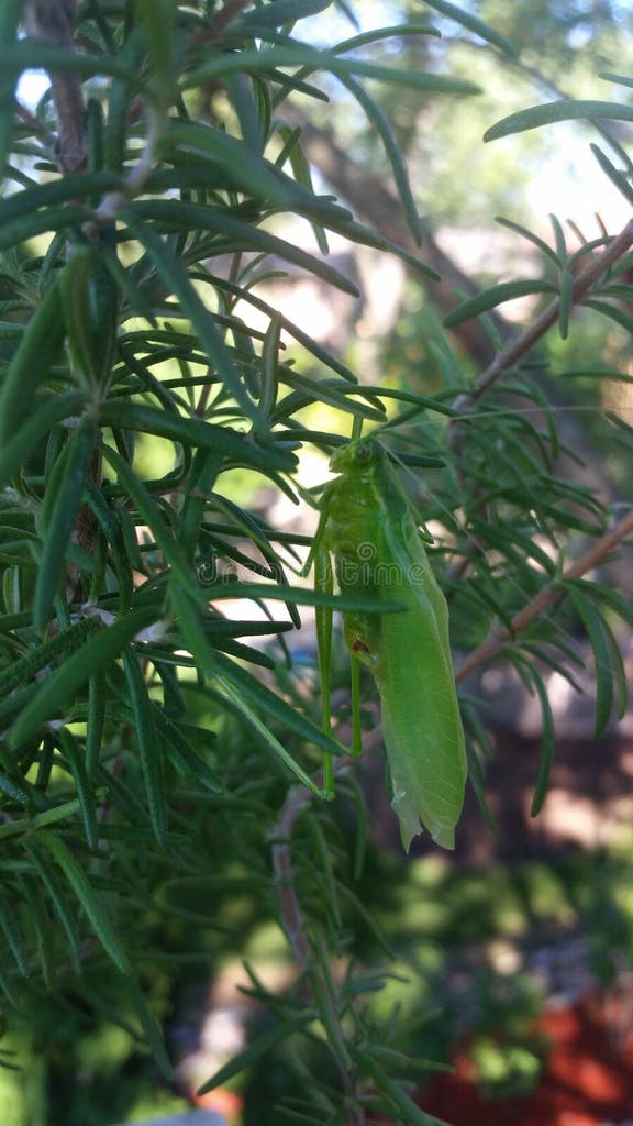 Bugs stock image. Image of green, bugs, weird, leafbug - 103782051