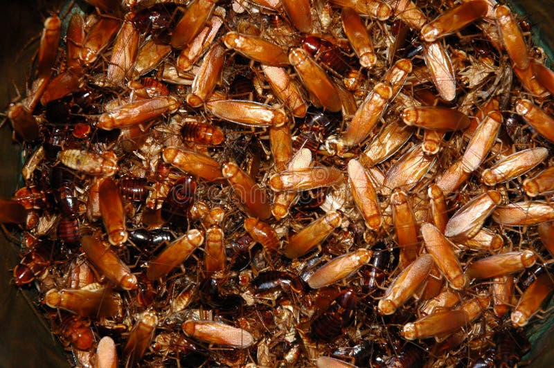 Bugs stock image. Image of disgusting, fear, crowded, crawler - 1374261