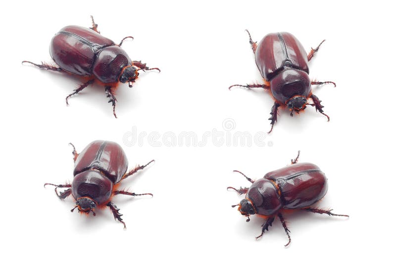 45,167 Bugs Stock Photos - Free & Royalty-Free Stock Photos from Dreamstime