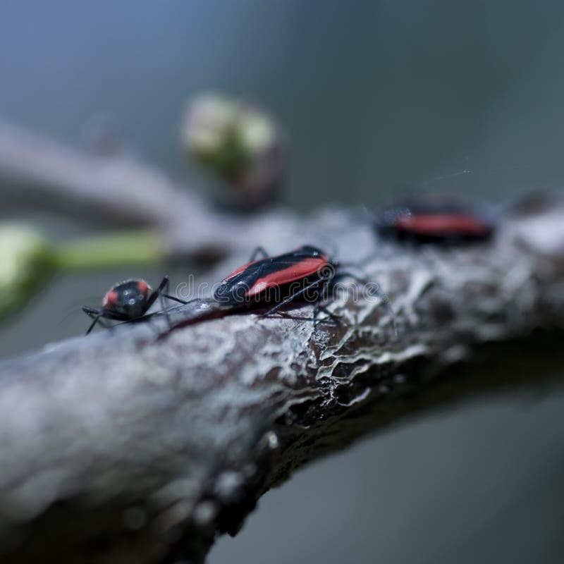Bugs Free Stock Photos & Pictures, Bugs Royalty-Free and Public Domain ...