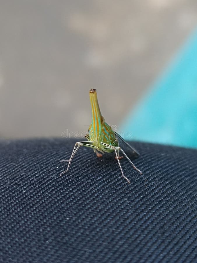 Bugs, Animal, Insect, Insectworld Stock Photo - Image of insect, animal ...