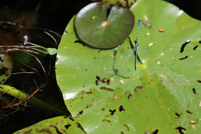 106 Lotus Bugs Stock Photos - Free & Royalty-Free Stock Photos from ...